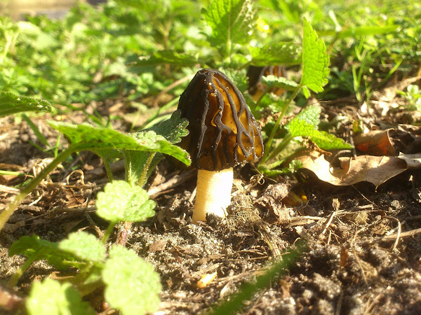 Half-free Morel/Kapjesmorielje | Project Noah