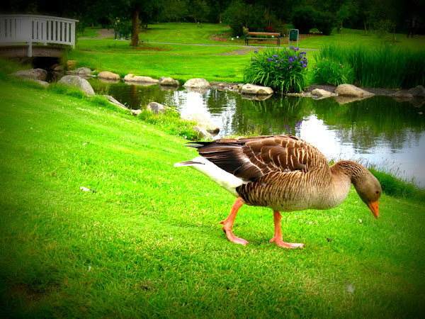 Grey Goose | Project Noah