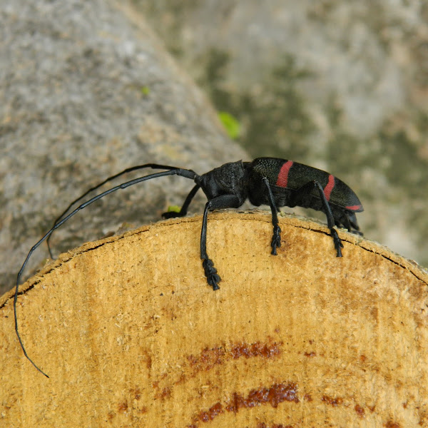Beetles of Pretoria and Jo'burg | Project Noah