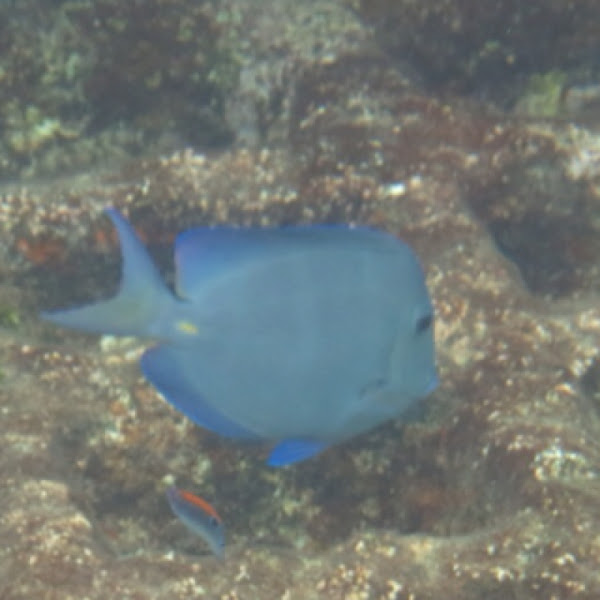 Blue Tang | Project Noah