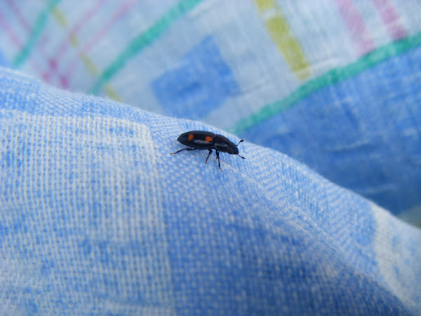 Picnic beetle | Project Noah