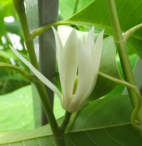 White Chempaka | Project Noah