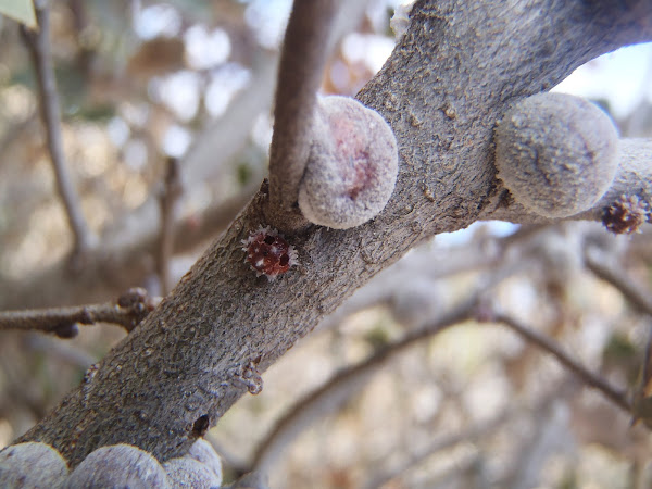 Kermes vermilio. Cochinilla | Project Noah