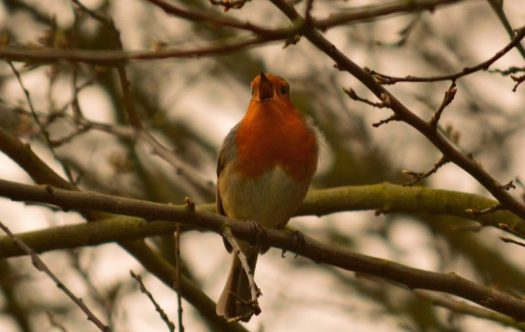 Photo Contest: Rockin Robins | Pixoto