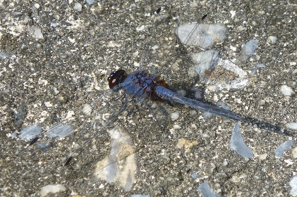 Indigo Dropwing (m) | Project Noah