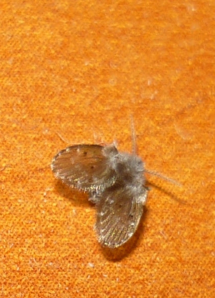 Moth fly | Project Noah