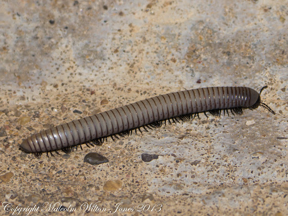 Millipede | Project Noah