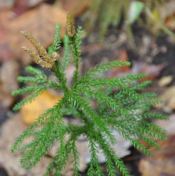 Princess Pine | Project Noah