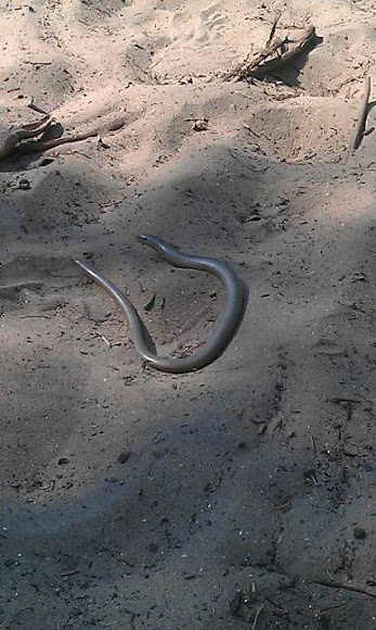 Slow-worm | Project Noah