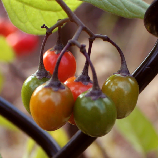 Climbing nightshade | Project Noah