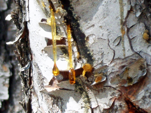 Pine Sap | Project Noah