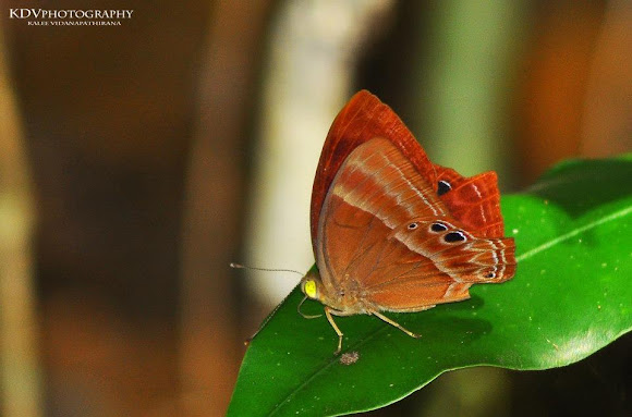 Plum Judy | Project Noah