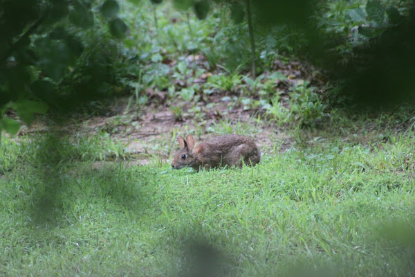 Eastern or New England Cottontail Rabbit | Project Noah