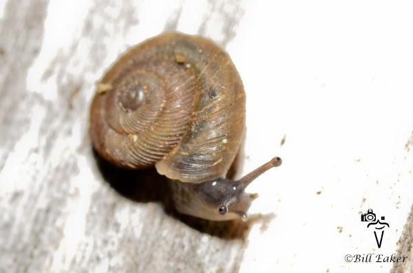 Iowa Pleistocene Snail | Project Noah