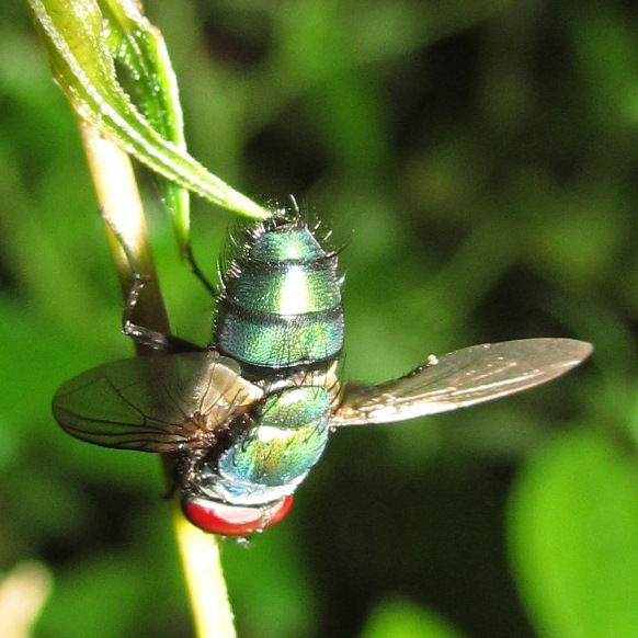 green bottle fly | Project Noah