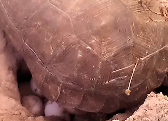 Gopher tortoises | Project Noah