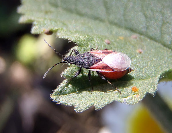 Nymph each red bug. Ninfa de chinche roja del melocotonero | Project Noah