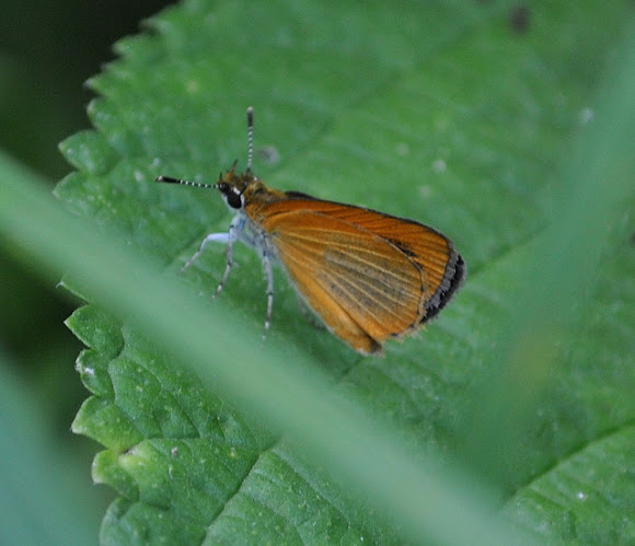 Least Skipper | Project Noah