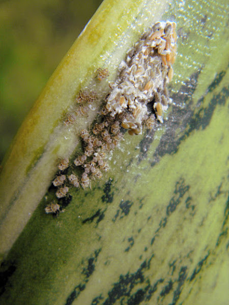 planthopper nymphs & eggs | Project Noah