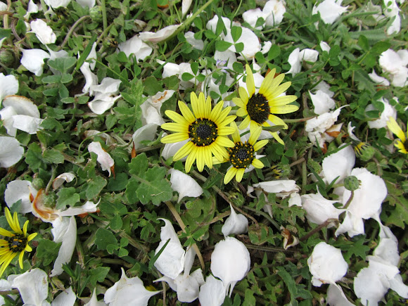 Cape weed | Project Noah