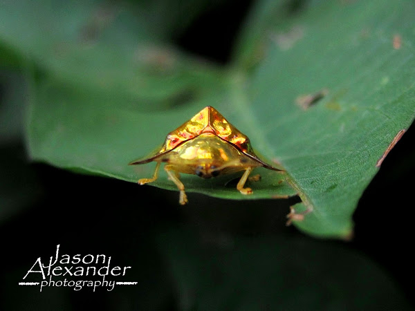 Asian Golden Tortoise Beetle | Project Noah