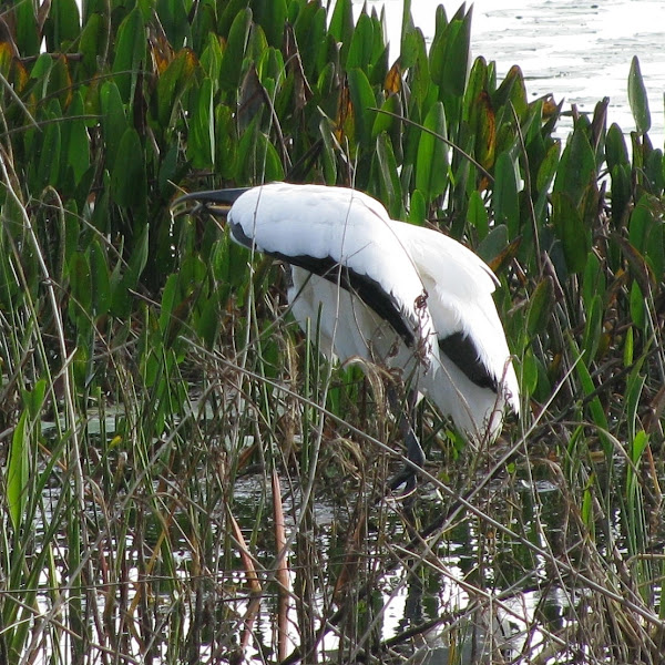 Wood Stork | Project Noah