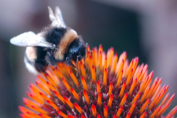 Moscardón | Project Noah