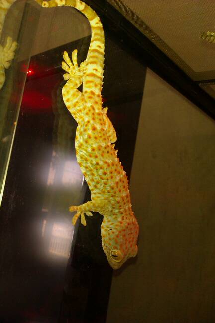 Tokay Gecko | Project Noah