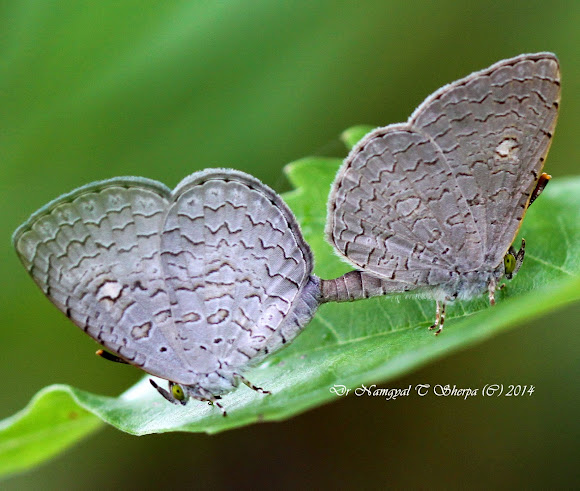 Apefly | Project Noah