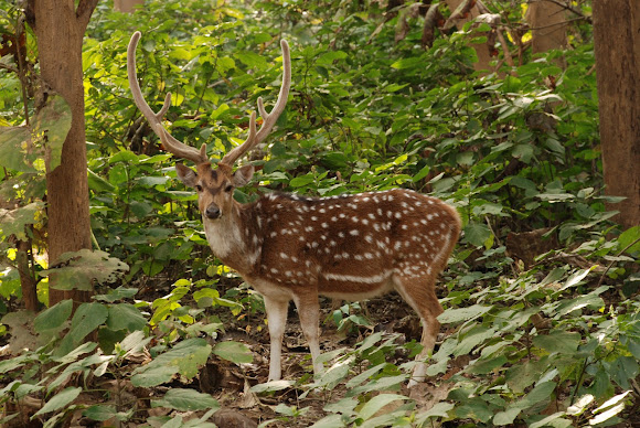 View topic - #028 Irish Elk Chibis - Chestnut pangare fawn - Chicken ...