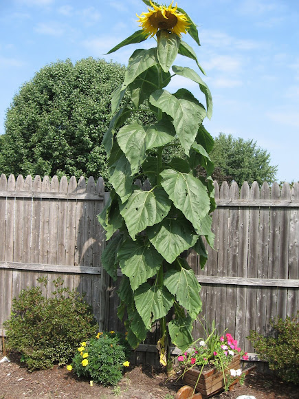 Giant Sunflower | Project Noah