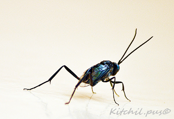 Cockroach Egg Parasitoid Wasp | Project Noah