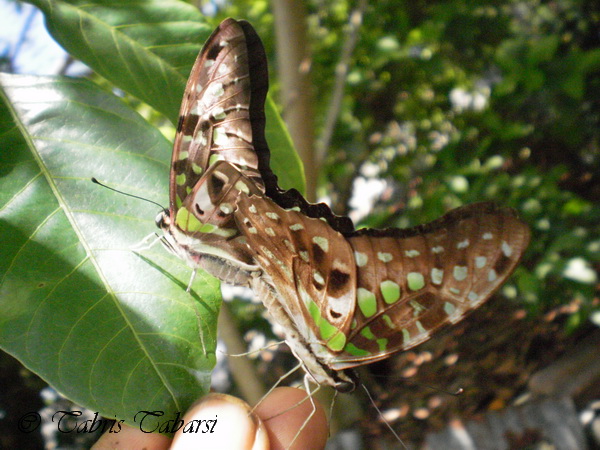 [s] Tailed Jay | Project Noah