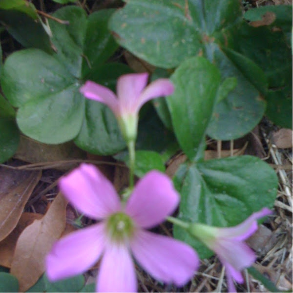 Violet Wood Sorrel, Oxalis violacea | Project Noah
