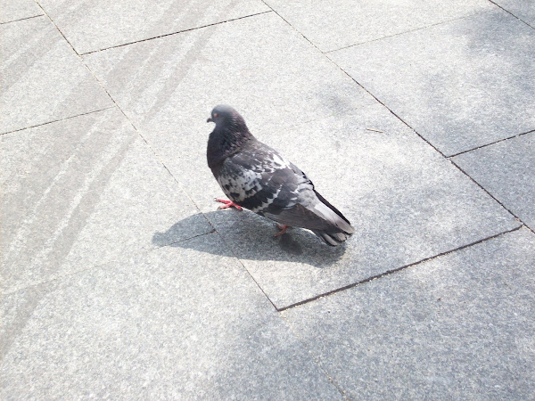 Pigeon | Project Noah