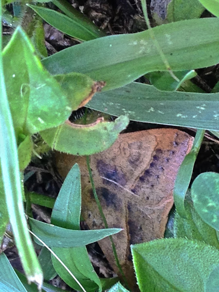 Mocis Moth | Project Noah