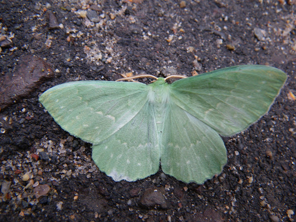 Large Emerald | Project Noah