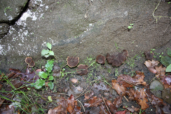 Ischnoderma benzoinum | Project Noah