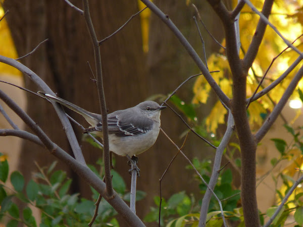 Northern Mockingbird | Project Noah