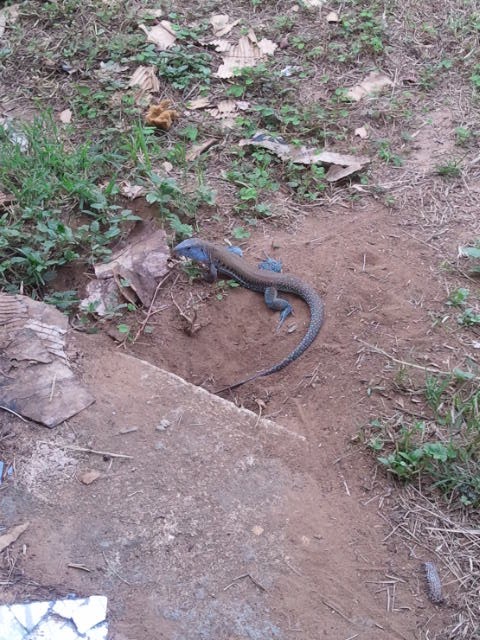 Iguana (Lizard) | Project Noah