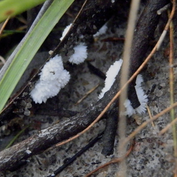 Coral Slime | Project Noah