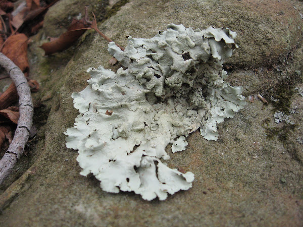 Lichen | Project Noah