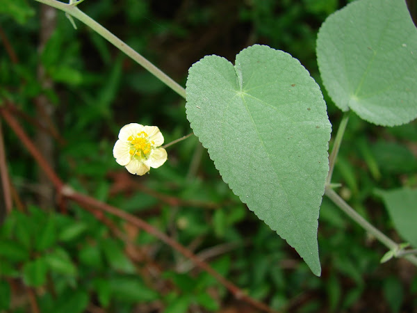 Bladder Mallow | Project Noah
