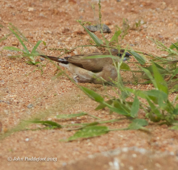 Scaly-breasted Munia (female or immature) | Project Noah