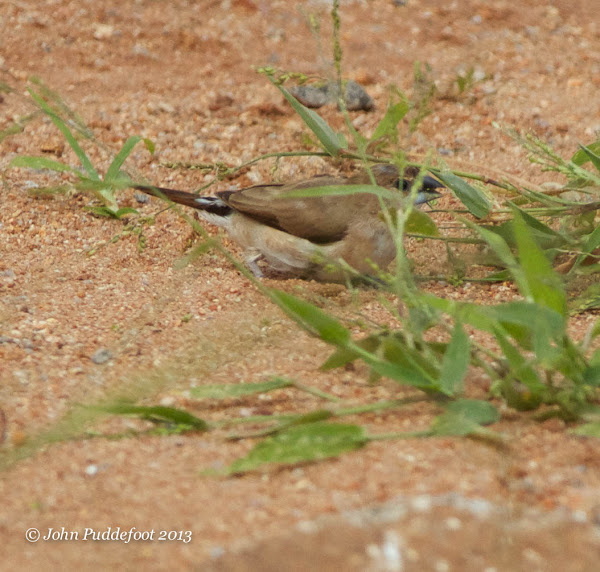 Scaly-breasted Munia (female or immature) | Project Noah