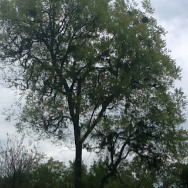 Chinese Sumac, Tree of Heaven | Project Noah