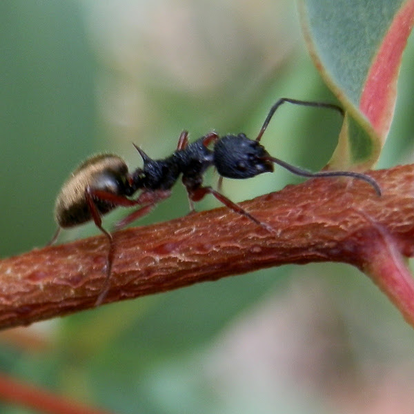 Spiny Ant | Project Noah