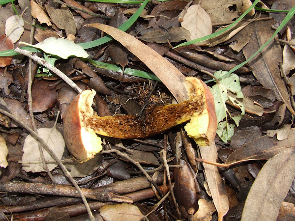 Xerocomus sp | Project Noah