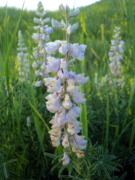 Silver Lupine | Project Noah
