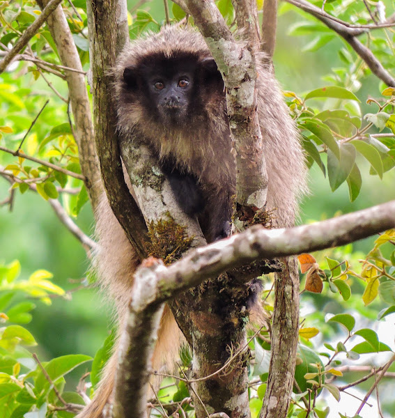 Guigó | Project Noah